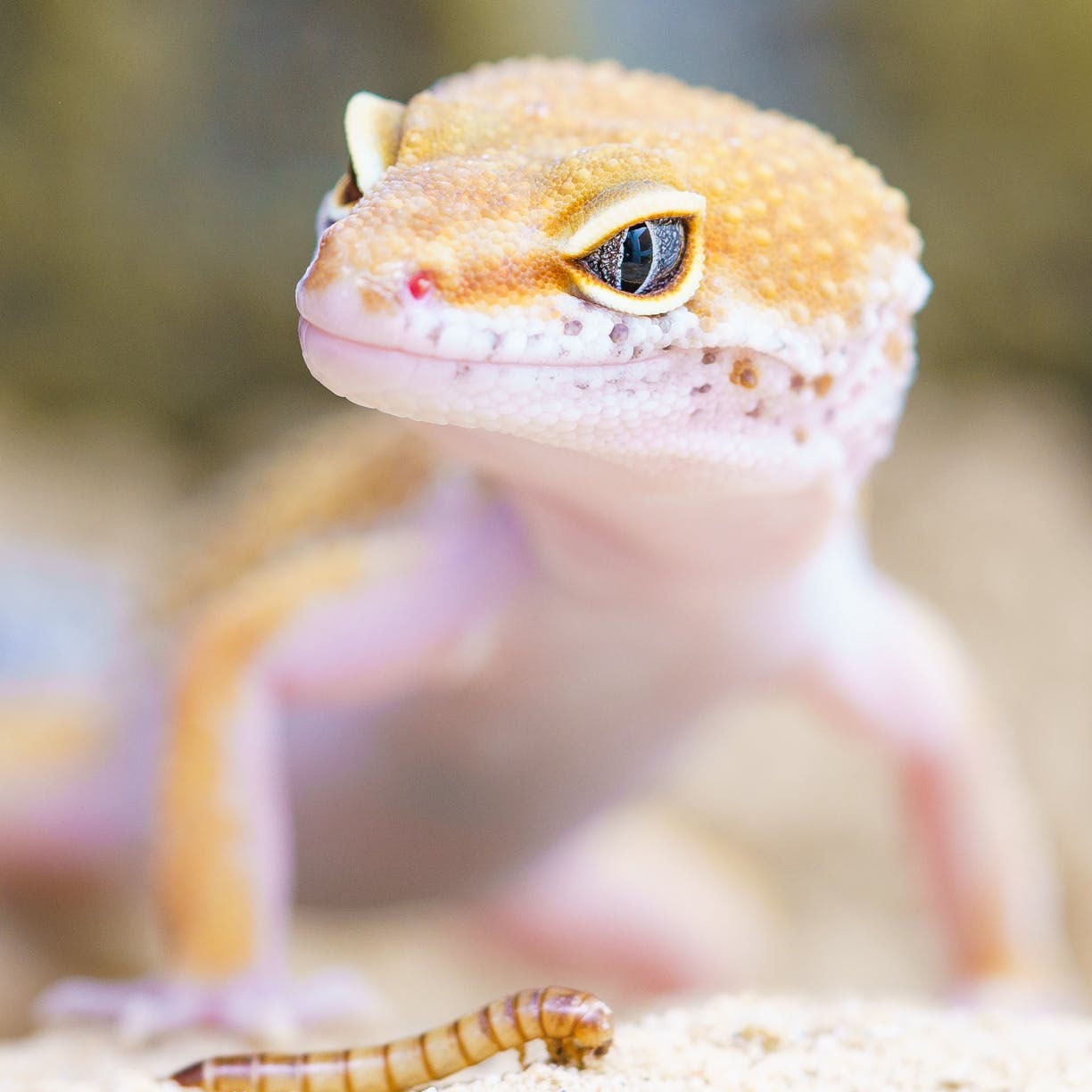 Pet Services - Alpine Hospital For Animals